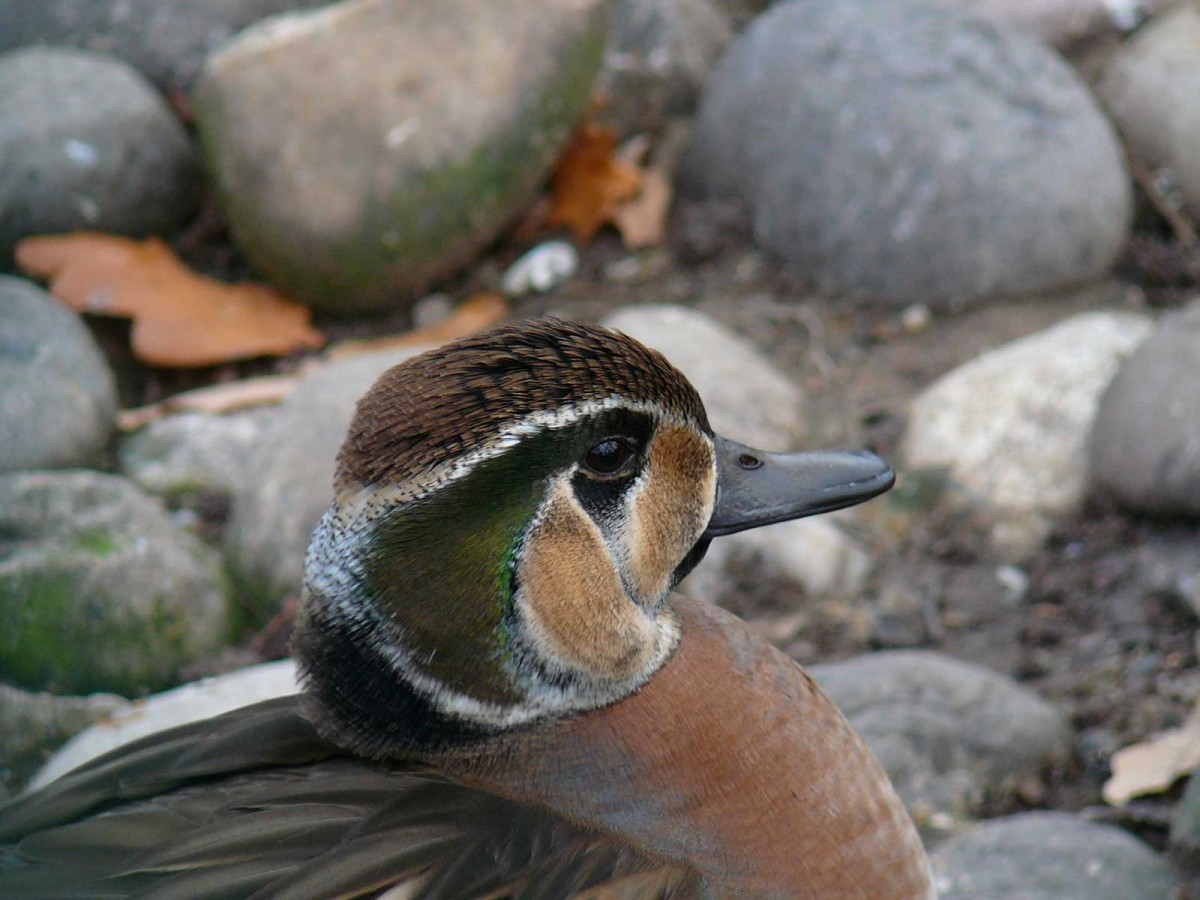Freiflugvoliere asiatischer Enten im Tierpark Röhrensee