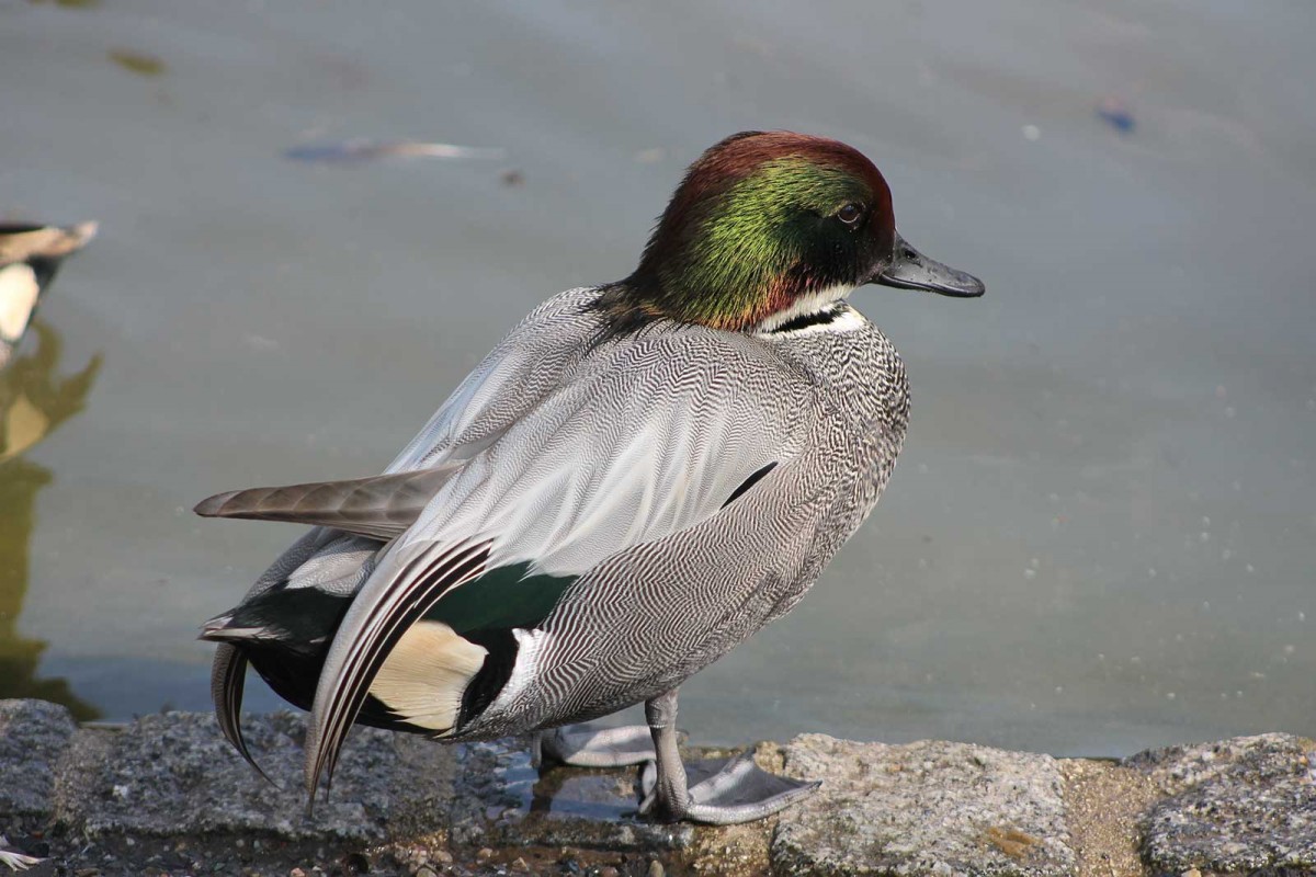 Freiflugvoliere asiatischer Enten im Tierpark Röhrensee