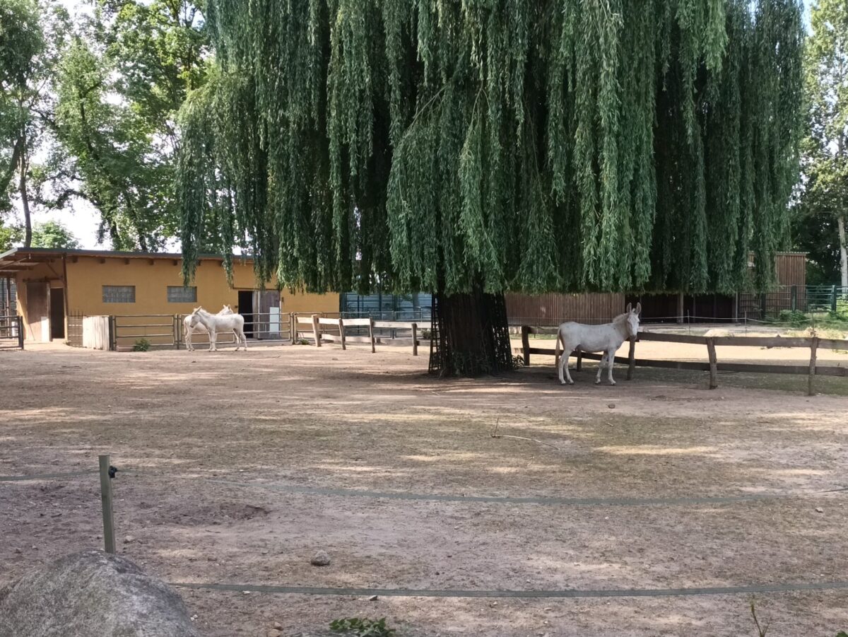 Weißer Esel "Richard" verlässt Bayreuth - Tierpark Röhrensee