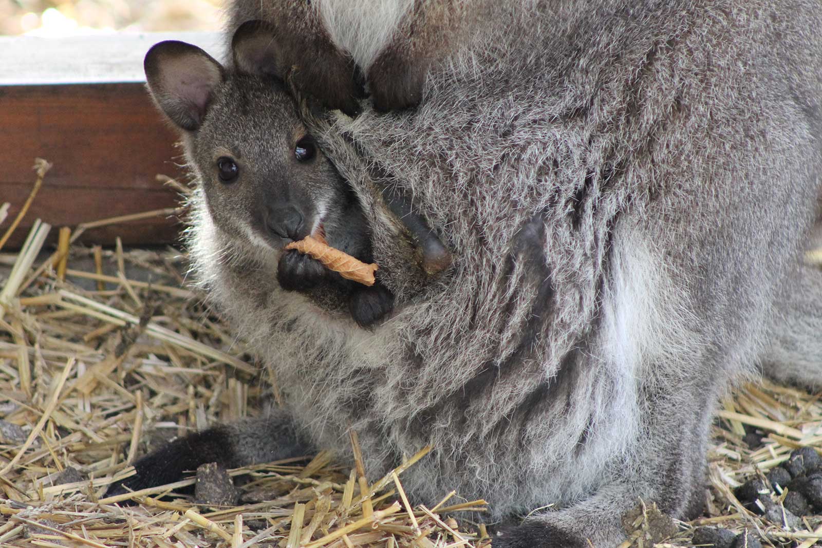 Die Känguru-Babies sind da! Tierpark Röhrensee