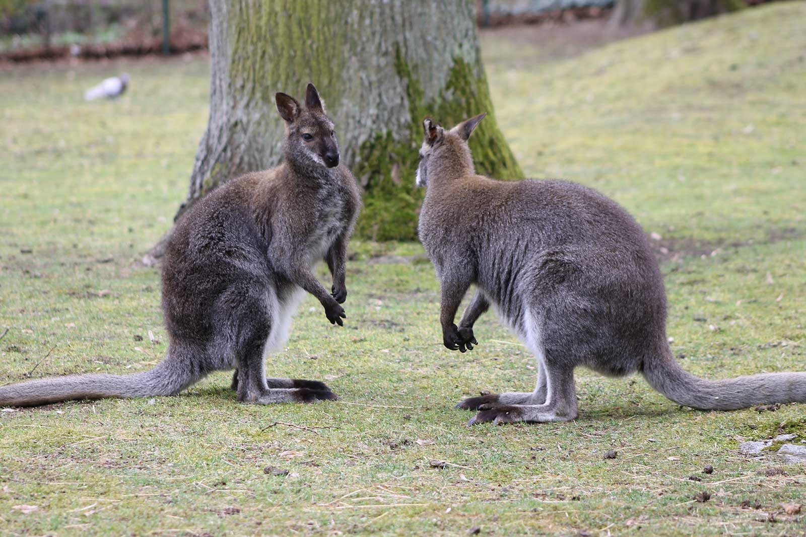 Die Känguru-Babies sind da! Tierpark Röhrensee